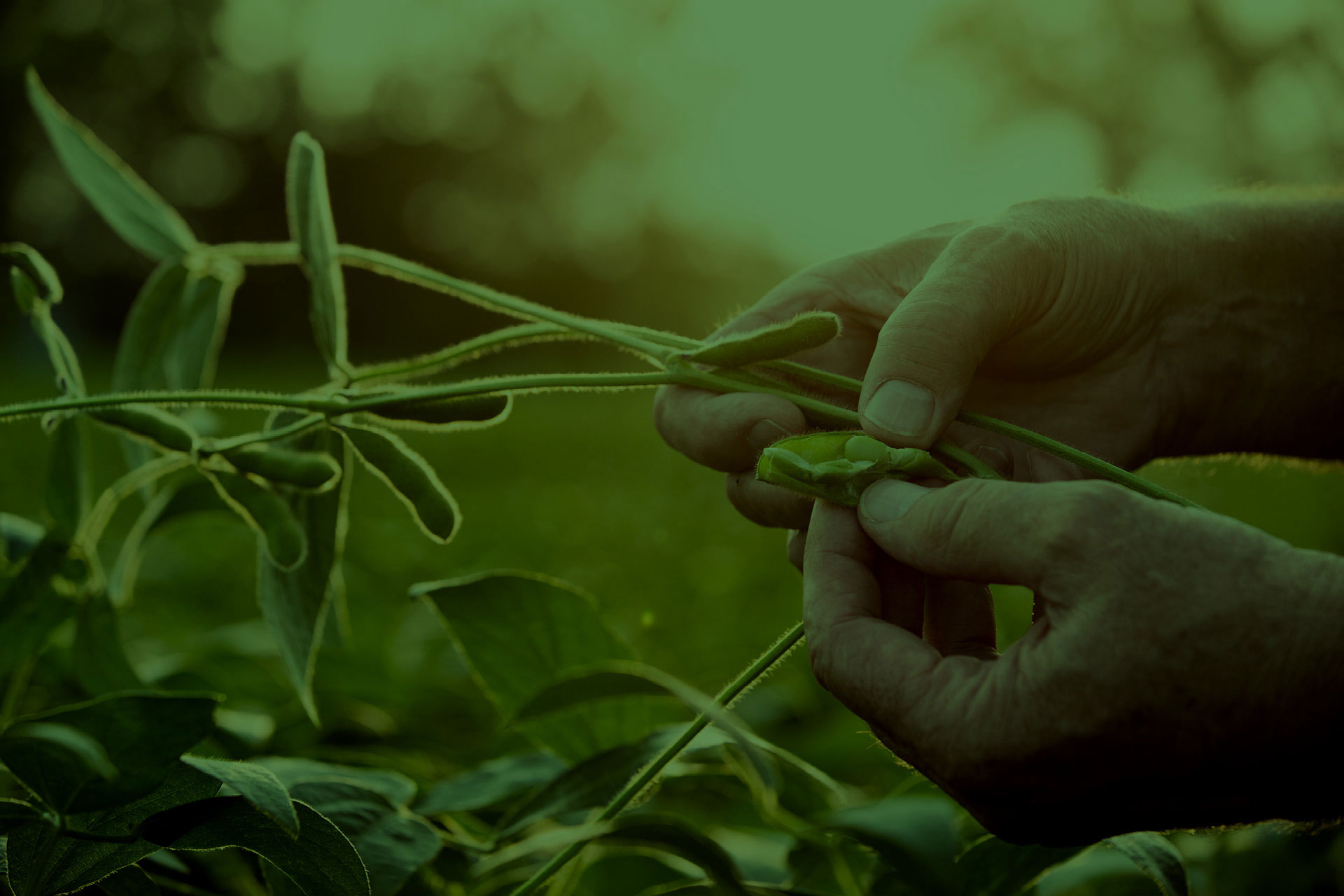 Pennsylvania Soybean Board - Cultivating a Sustainable Soy Future pen_spark
